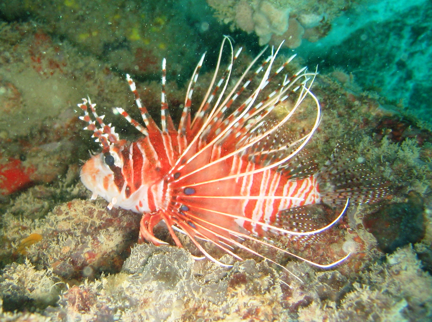 Die Flosse | idiving.de